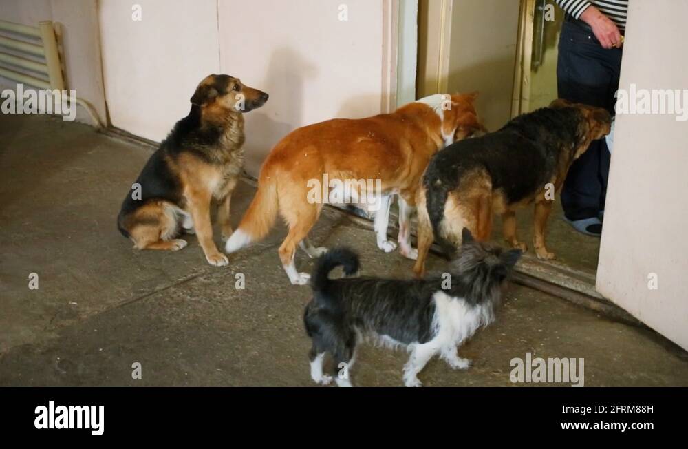 Stray dogs moscow Stock Videos & Footage - HD and 4K Video Clips - Alamy