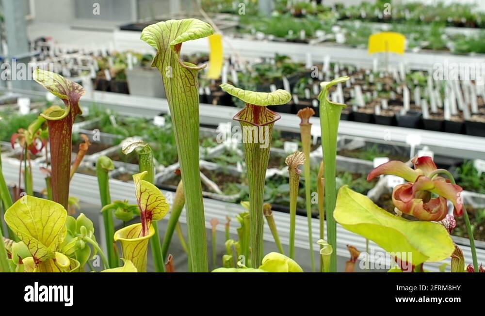 Yellow pitcher plant Stock Videos & Footage - HD and 4K Video Clips - Alamy
