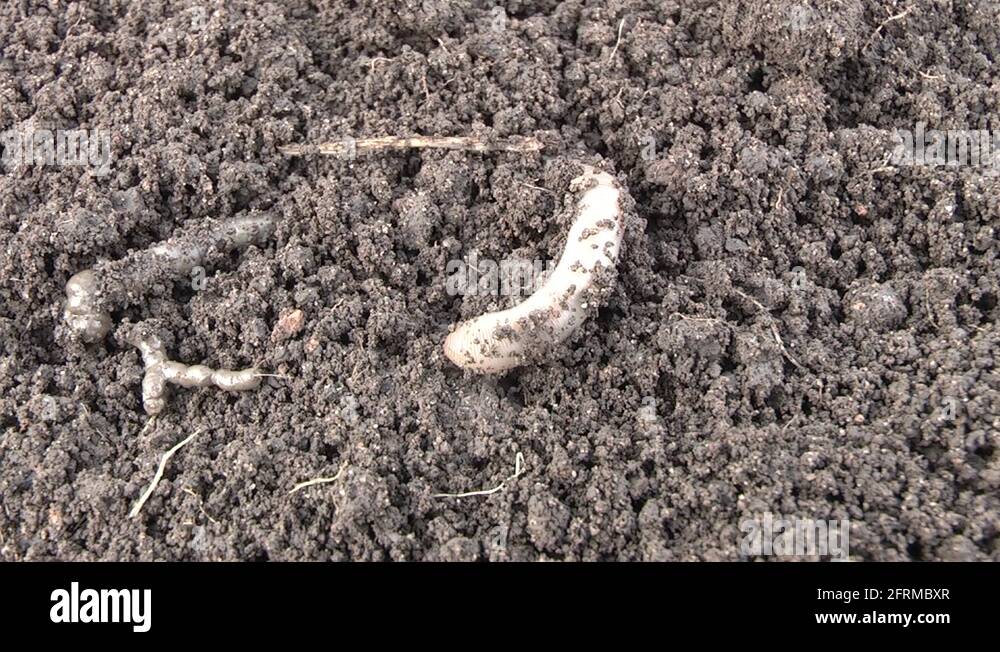 Worm themes Stock Videos & Footage - HD and 4K Video Clips - Alamy
