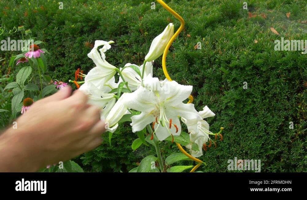 Spiral plant Stock Videos & Footage - HD and 4K Video Clips - Alamy