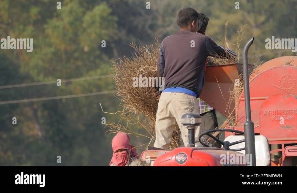 Mustard seed field Stock Videos & Footage - HD and 4K Video Clips - Alamy