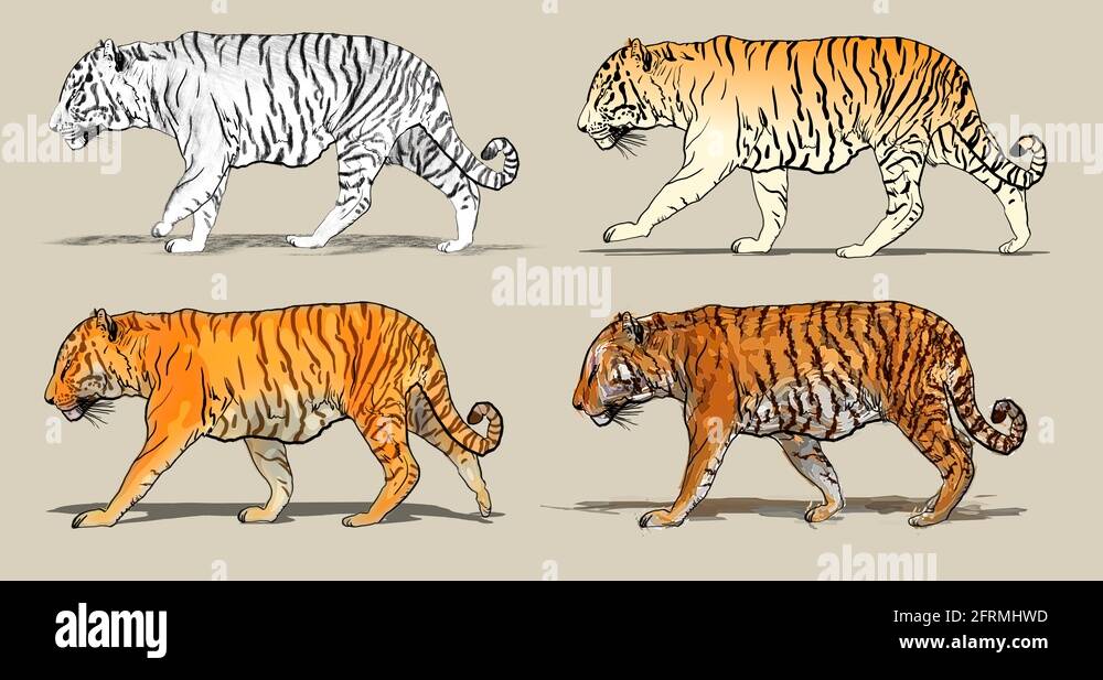 Cartoon tiger walking. Animation cyclical and contains an alpha channel ...