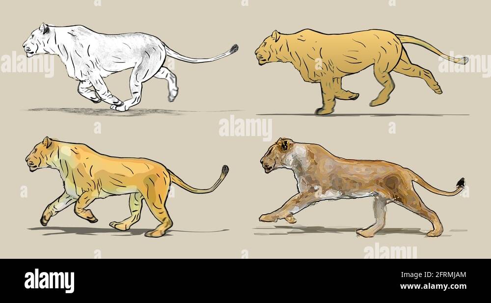 Alpha lioness Stock Videos & Footage - HD and 4K Video Clips - Alamy