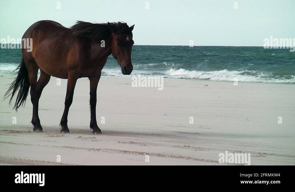 Wild horse mustang bay mare Stock Videos & Footage - HD and 4K Video ...