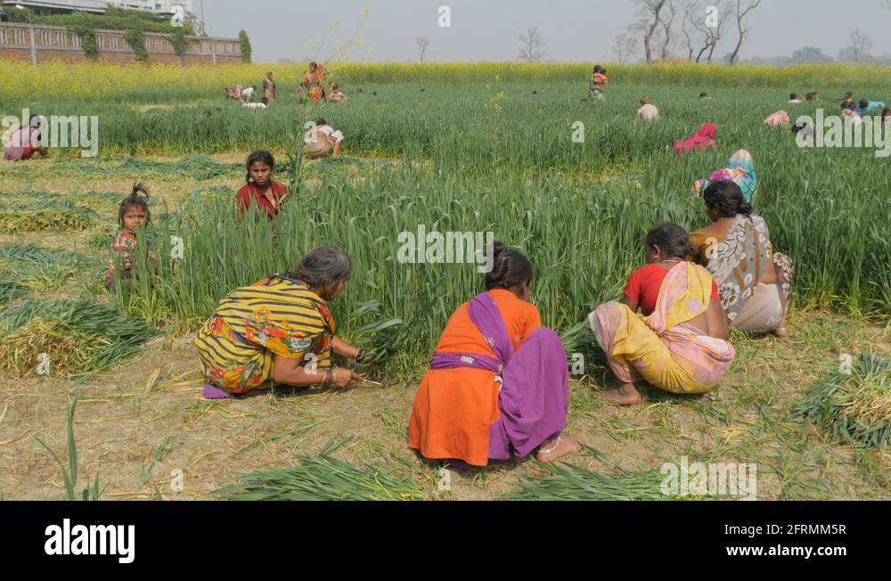 Village people india Stock Videos & Footage - HD and 4K Video Clips - Alamy