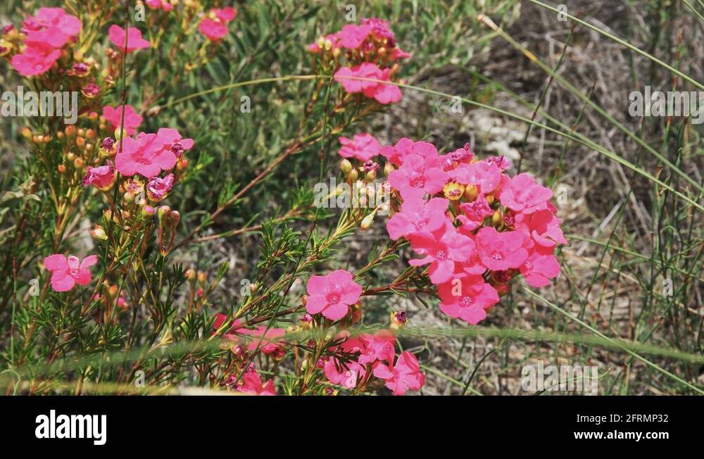 Western wild flowers Stock Videos & Footage - HD and 4K Video Clips - Alamy