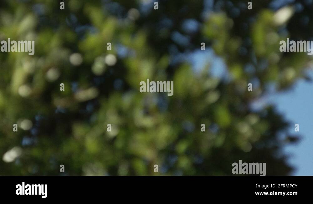 Lighthouse trees Stock Videos & Footage - HD and 4K Video Clips - Alamy