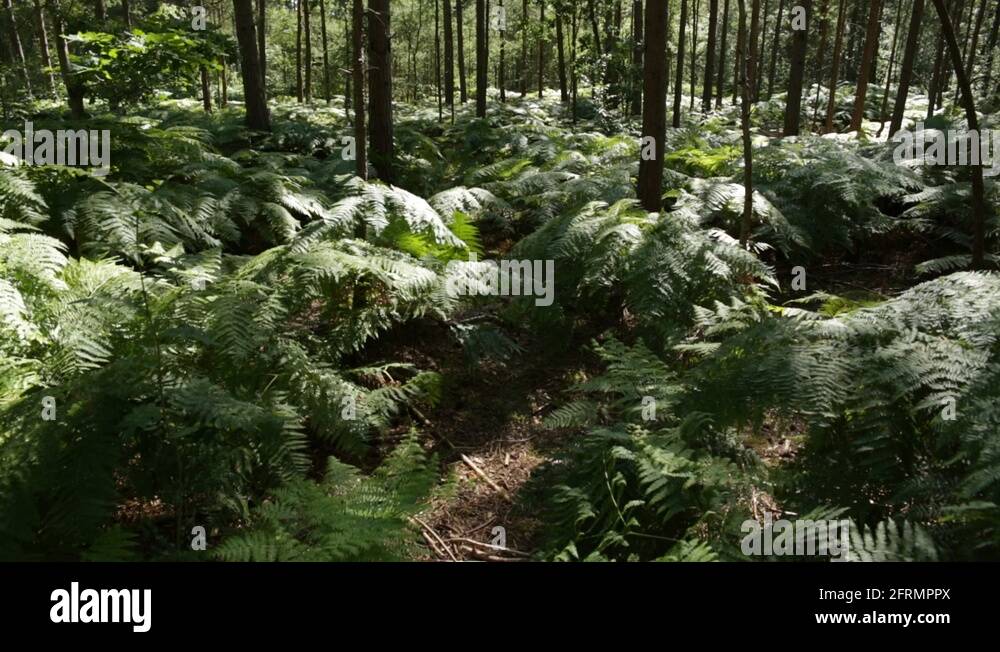 Tall trees england Stock Videos & Footage - HD and 4K Video Clips - Alamy