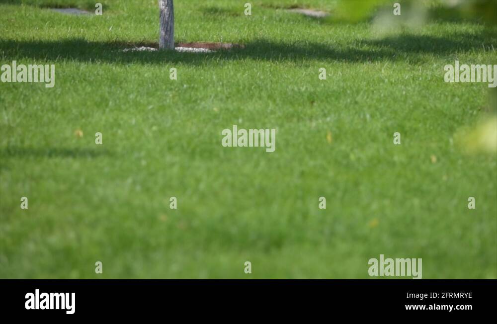 Leaves field backgrounds Stock Videos & Footage - HD and 4K Video Clips ...