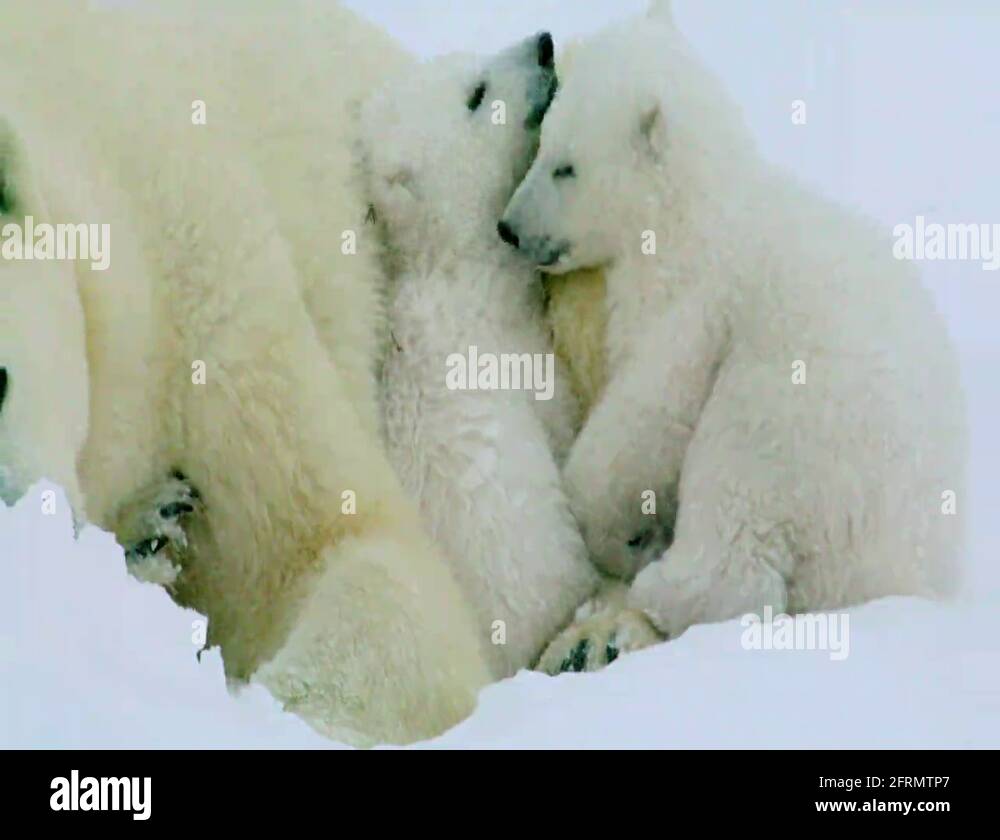 Baby cuddling bear Stock Videos & Footage - HD and 4K Video Clips - Alamy