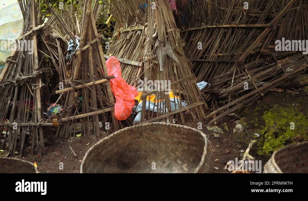 Bamboo animals Stock Videos & Footage - HD and 4K Video Clips - Alamy