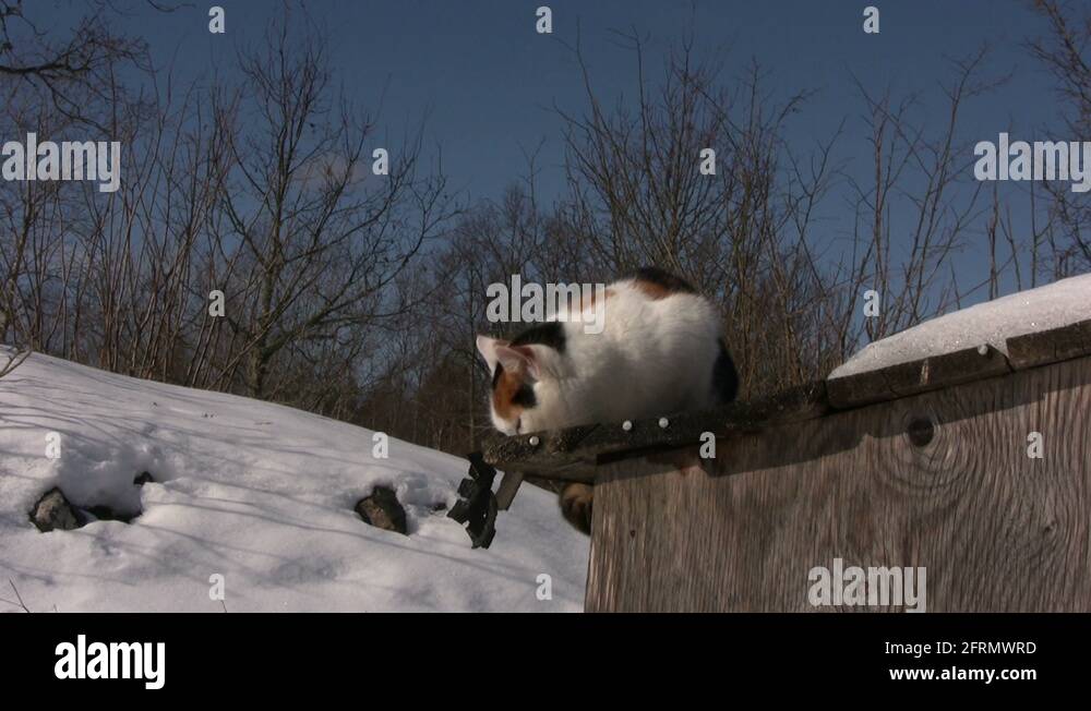 Cat looking around Stock Videos & Footage - HD and 4K Video Clips - Alamy