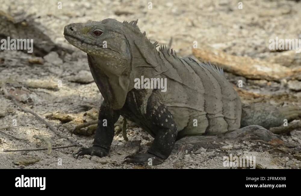 Iguana dominican republic fauna Stock Videos & Footage - HD and 4K ...
