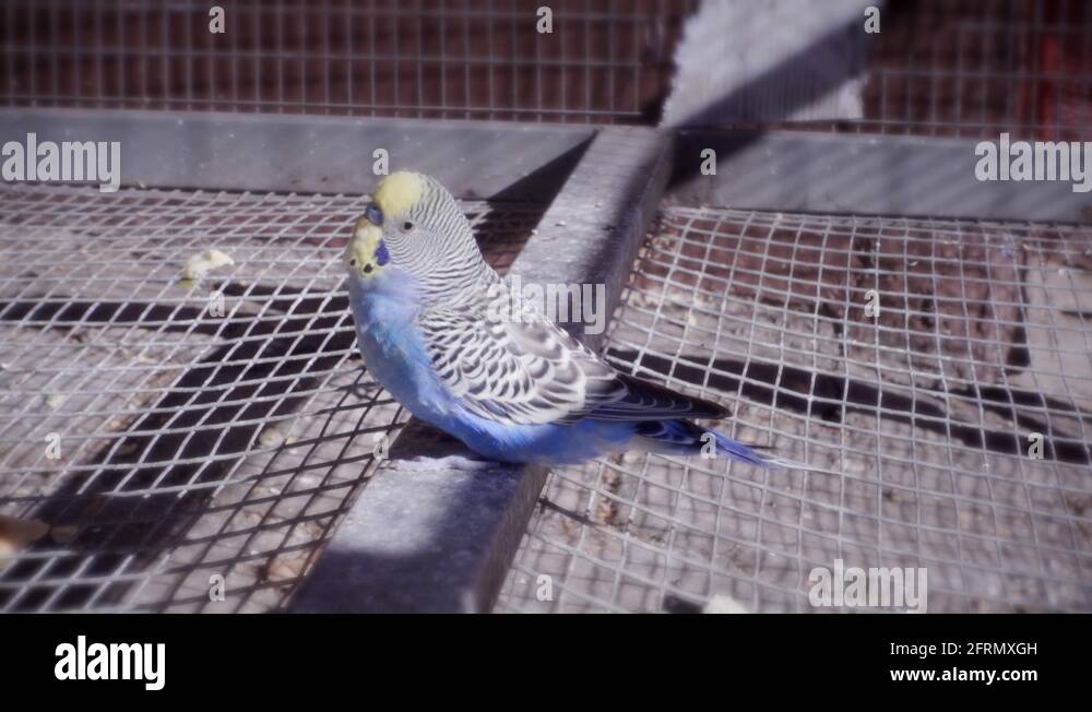 Bird escape cage Stock Videos & Footage - HD and 4K Video Clips - Alamy