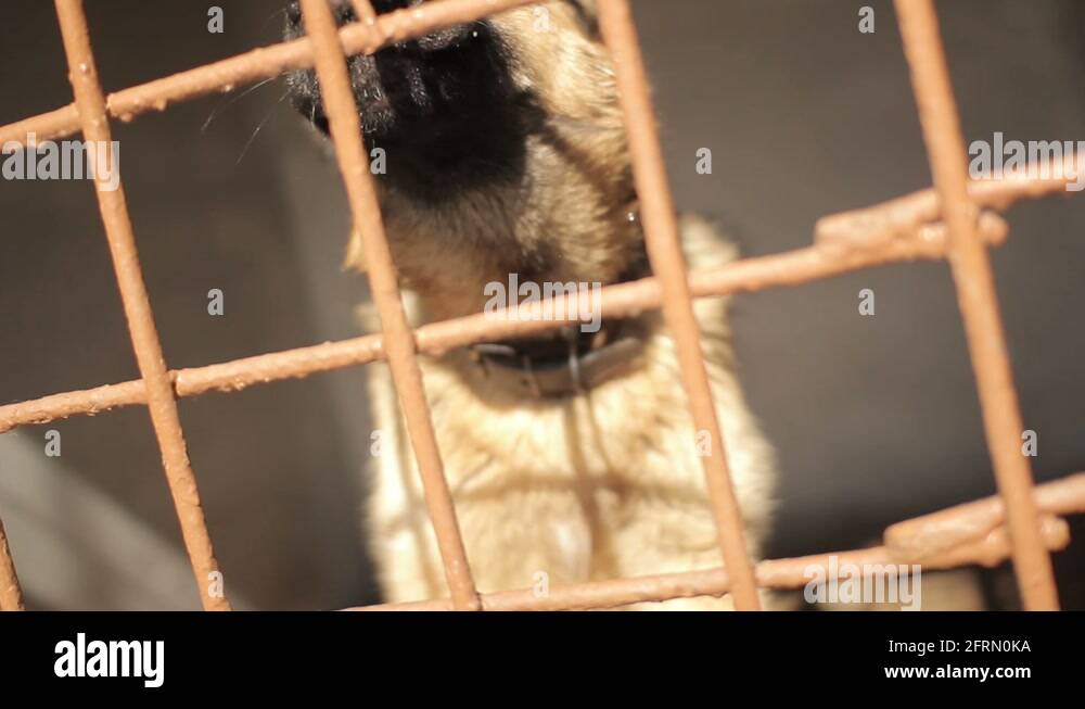 Shepherd pulls the nose out of the cell. Aviary with a dog Stock Video ...
