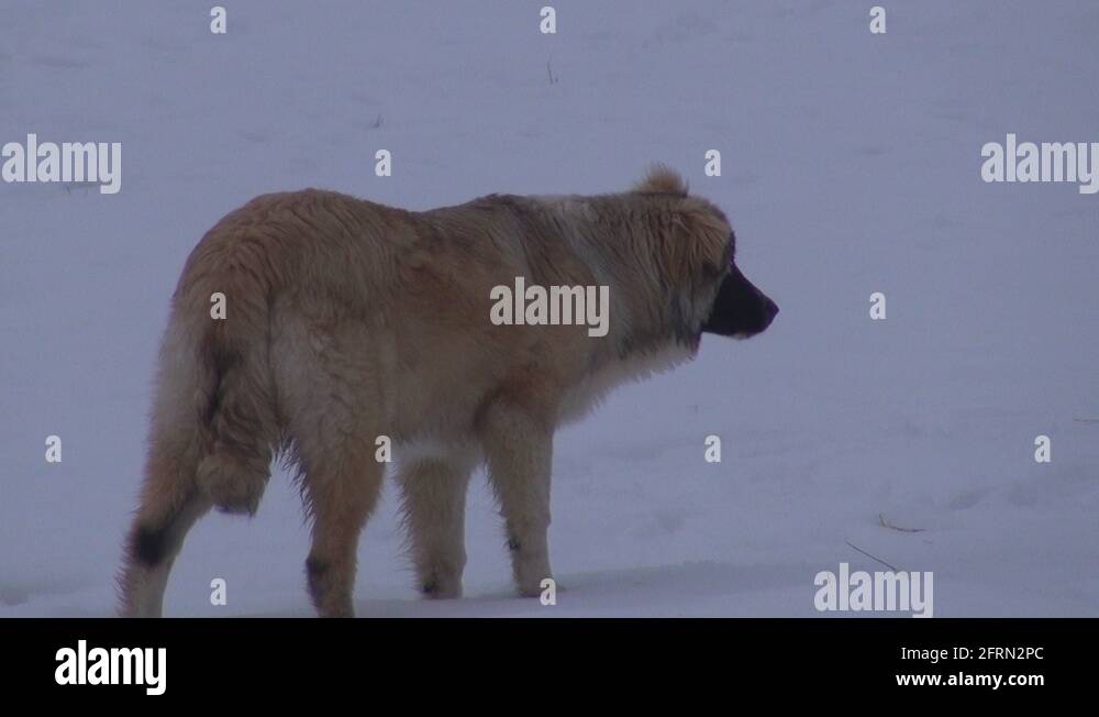 Dog face protection Stock Videos & Footage - HD and 4K Video Clips - Alamy