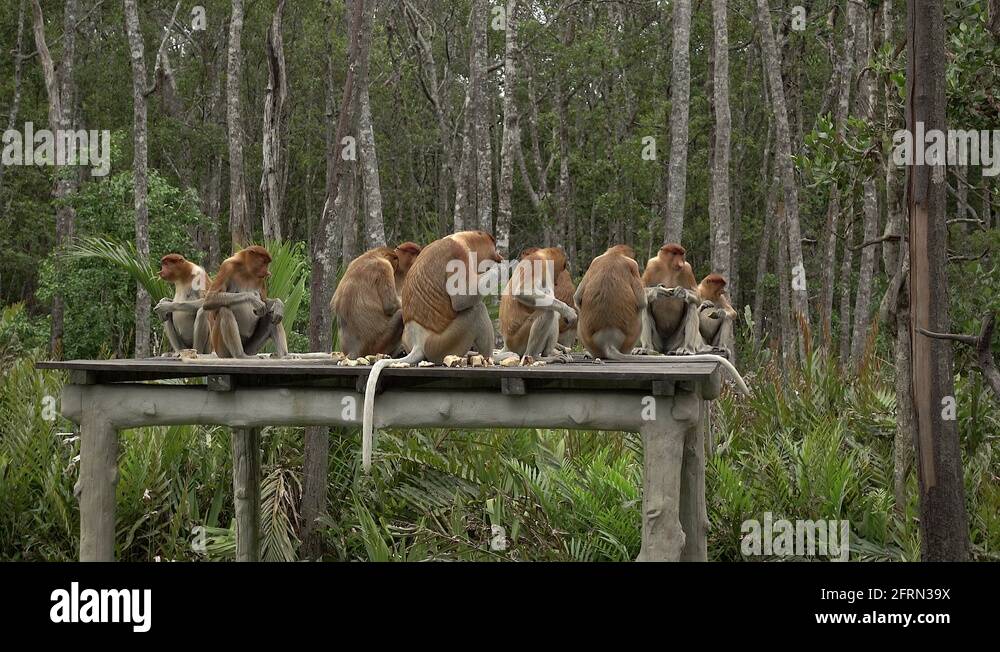 Endemic monkey species Stock Videos & Footage - HD and 4K Video Clips ...