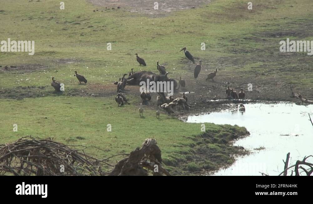 Tanzania buffalo dead Stock Videos & Footage - HD and 4K Video Clips ...