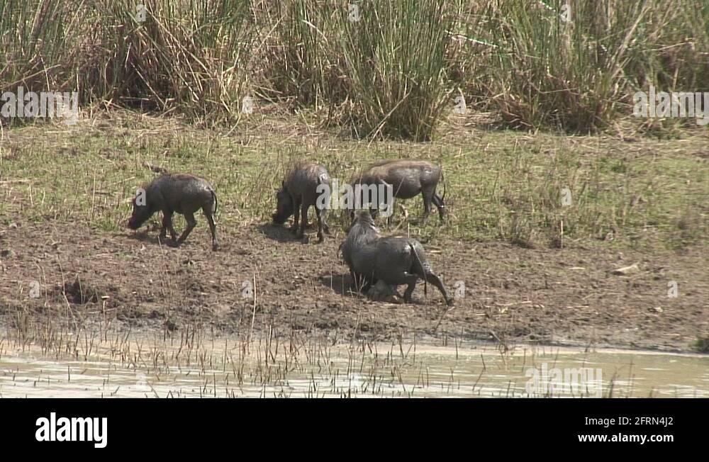 WART HOG BELLY RUB Stock Video Footage - Alamy