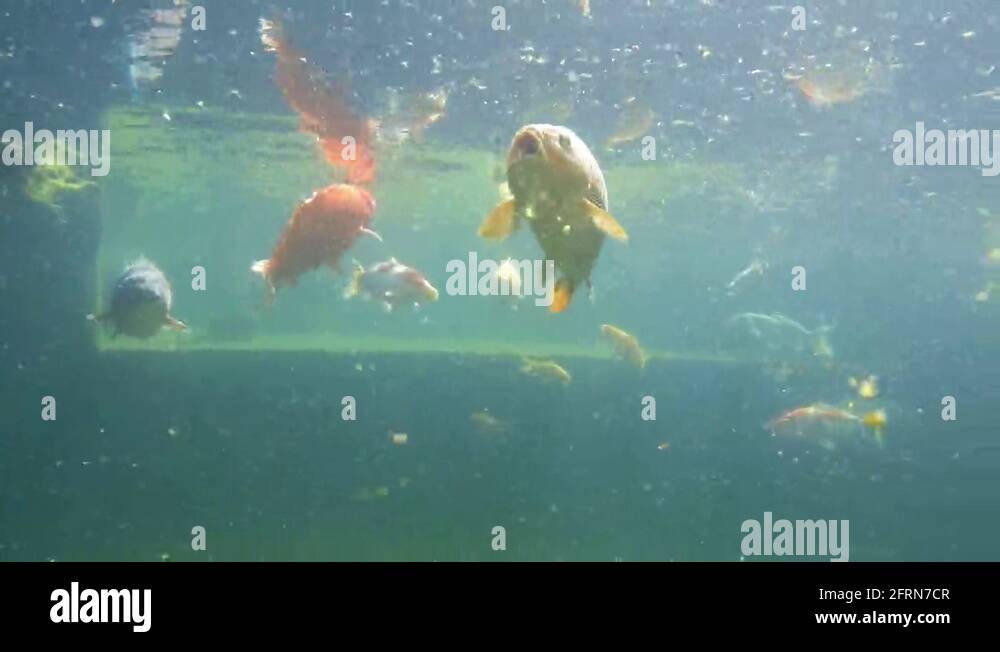 Koi carp water Stock Videos & Footage - HD and 4K Video Clips - Alamy