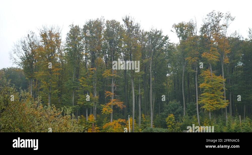 Gold crown trees Stock Videos & Footage - HD and 4K Video Clips - Alamy