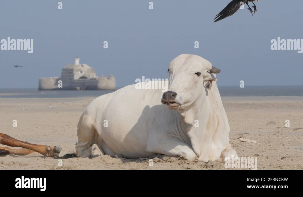 Raven on head of white cow on beach,Diu,India Stock Video Footage - Alamy