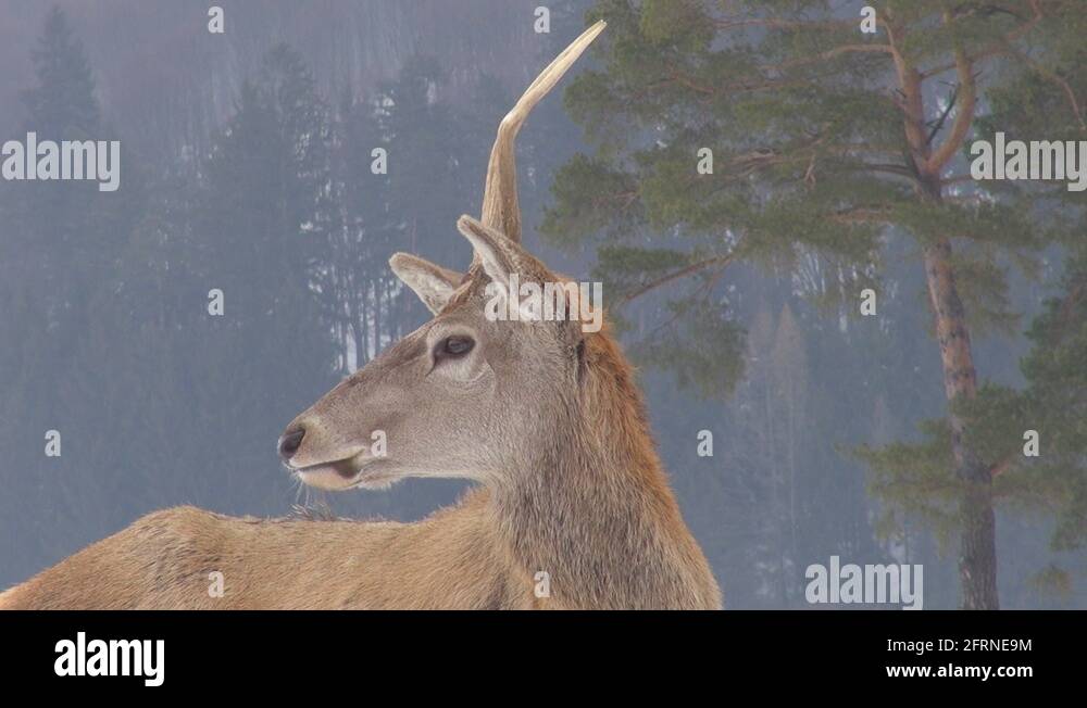 Wild winter habitat Stock Videos & Footage - HD and 4K Video Clips - Alamy