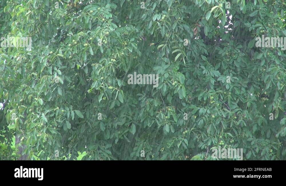 Nut fruit of the walnut tree Stock Videos & Footage - HD and 4K Video ...