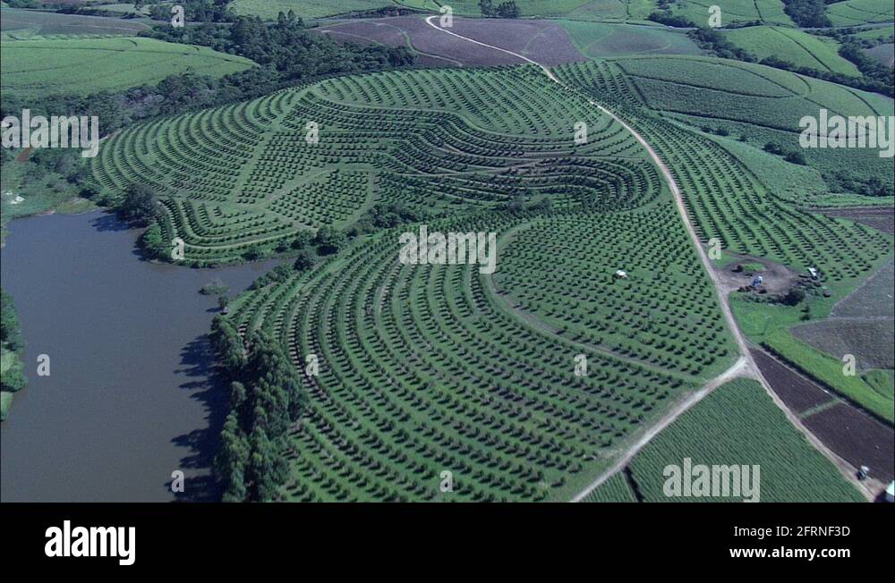 Macadamia fields Stock Videos & Footage - HD and 4K Video Clips - Alamy