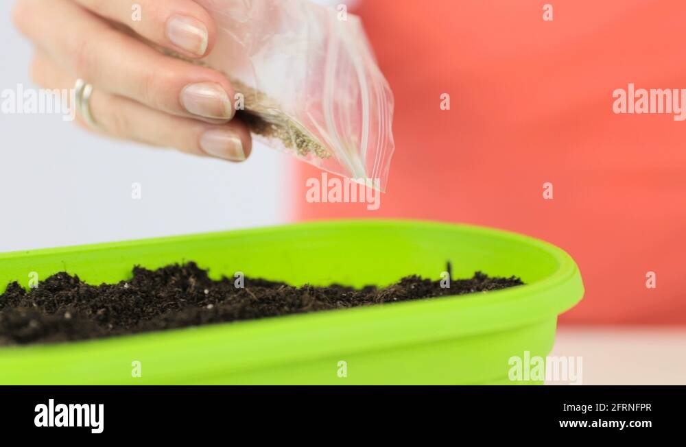 Dropping seeds Stock Videos & Footage - HD and 4K Video Clips - Alamy