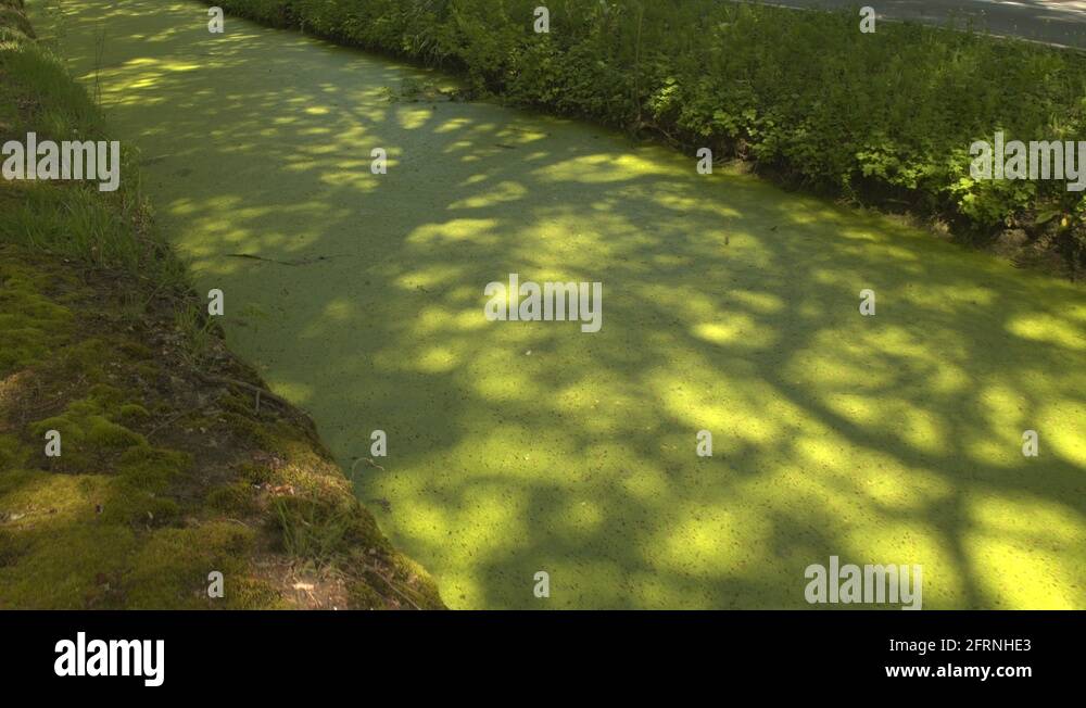 Algal bloom canal Stock Videos & Footage - HD and 4K Video Clips - Alamy