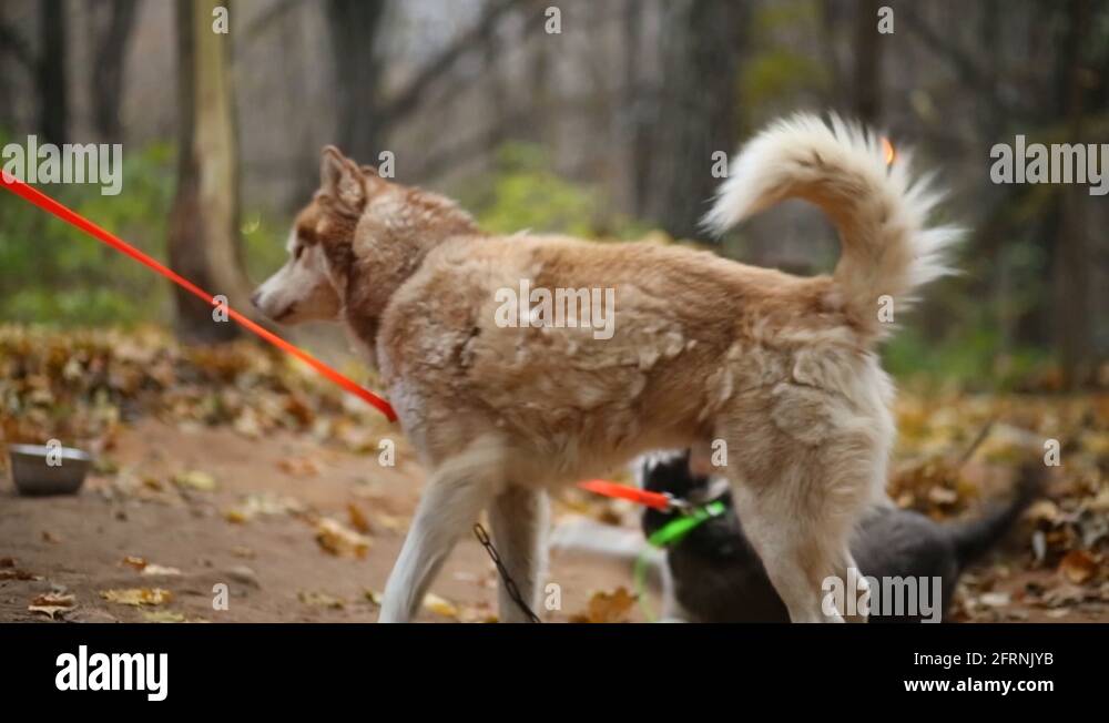 Lashing dogs Stock Videos & Footage - HD and 4K Video Clips - Alamy