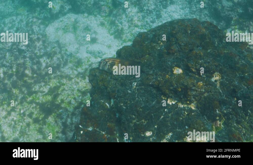 Panamic fanged blenny Stock Videos & Footage - HD and 4K Video Clips ...