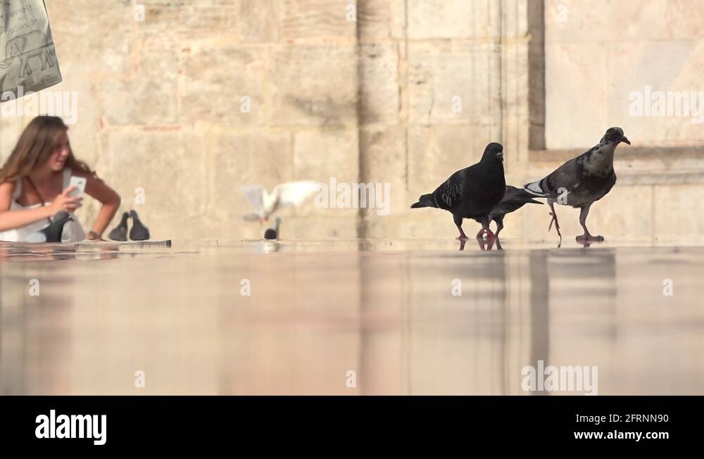 people and pigeons go in a square plaza de la virgen in Valencia spain ...