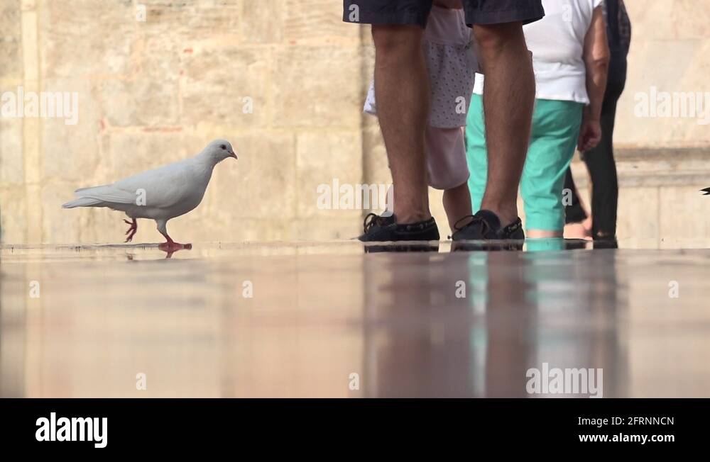 people and pigeons go in a square plaza de la virgen in Valencia city ...