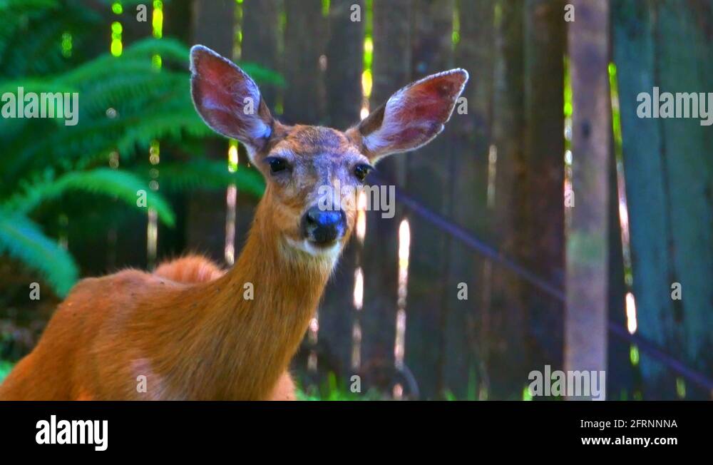Doe mammal wildlife Stock Videos & Footage - HD and 4K Video Clips - Alamy