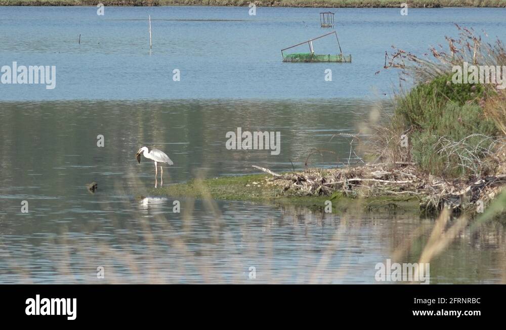 Feeding great egret Stock Videos & Footage - HD and 4K Video Clips - Alamy