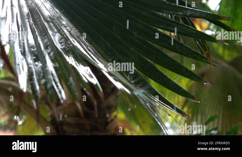 Raindrops hitting leaf Stock Videos & Footage - HD and 4K Video Clips ...