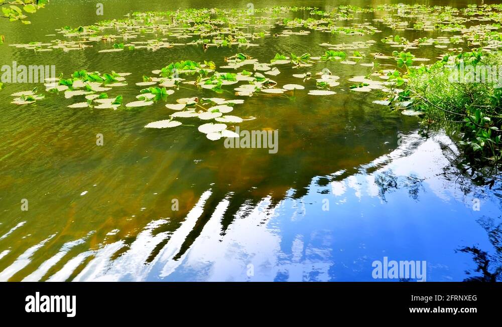 Reflection pond water green nature Stock Videos & Footage - HD and 4K ...