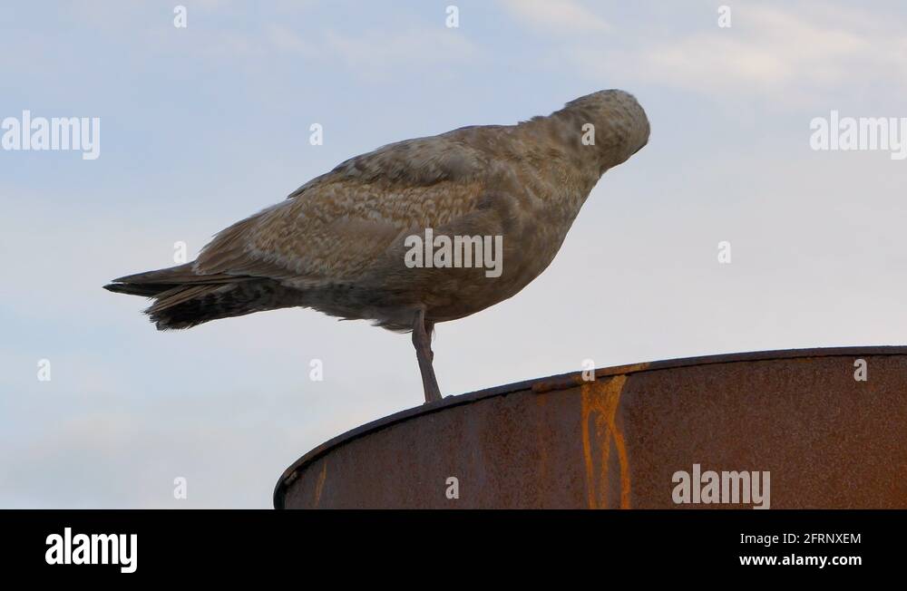 Adolescent chicken Stock Videos & Footage - HD and 4K Video Clips - Alamy