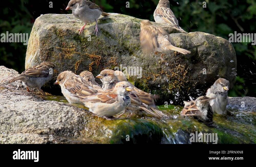 Wildlife Birds - English House Sparrows splashing and playing in water ...