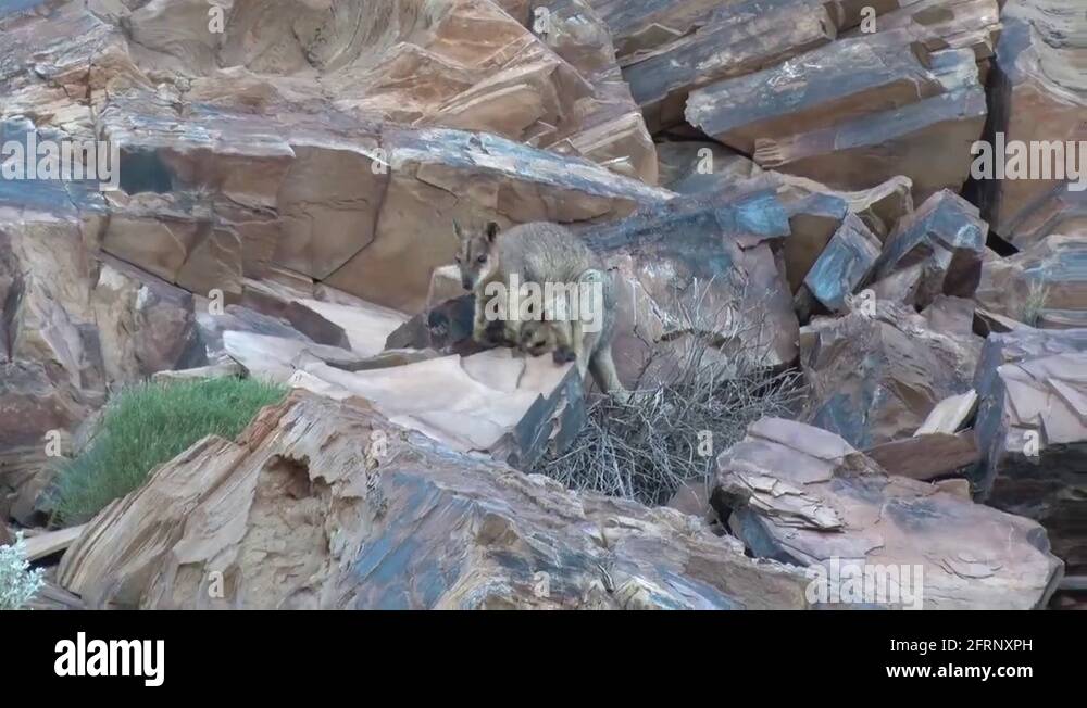 Purple-necked Rock Wallaby female jumps in the red rocks in gorge with ...