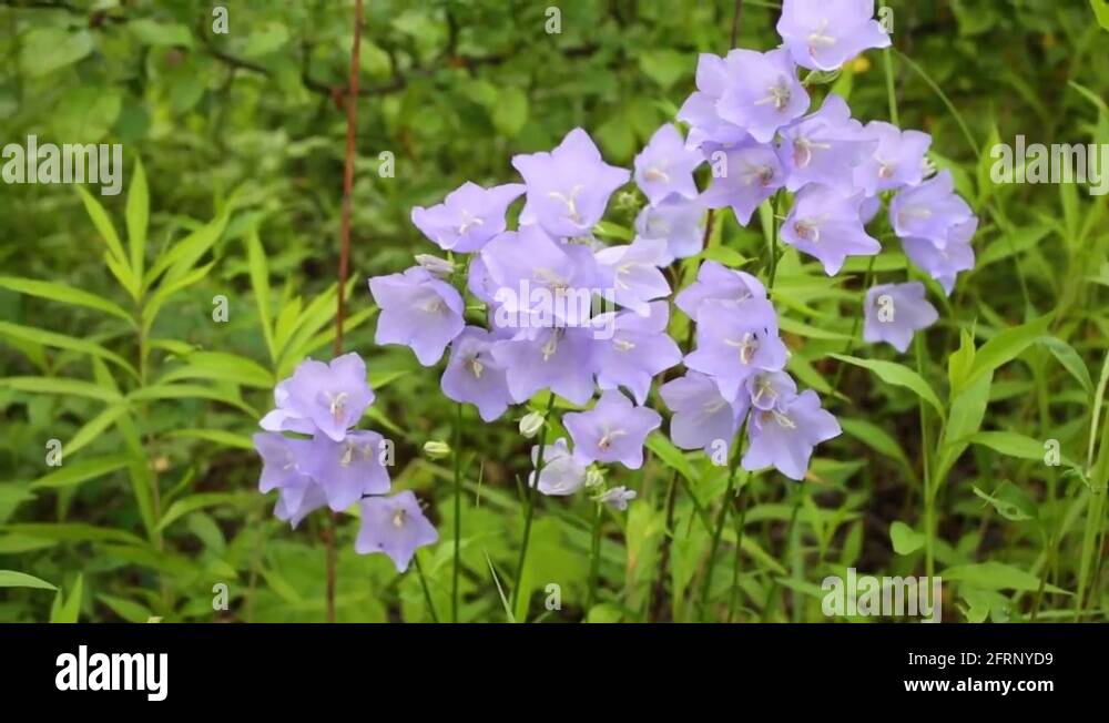 Harebell blue flower Stock Videos & Footage - HD and 4K Video Clips - Alamy