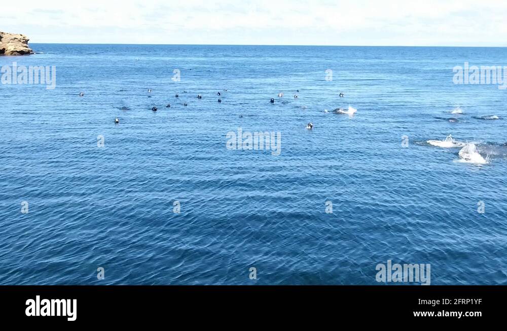 Seal pod Stock Videos & Footage - HD and 4K Video Clips - Alamy