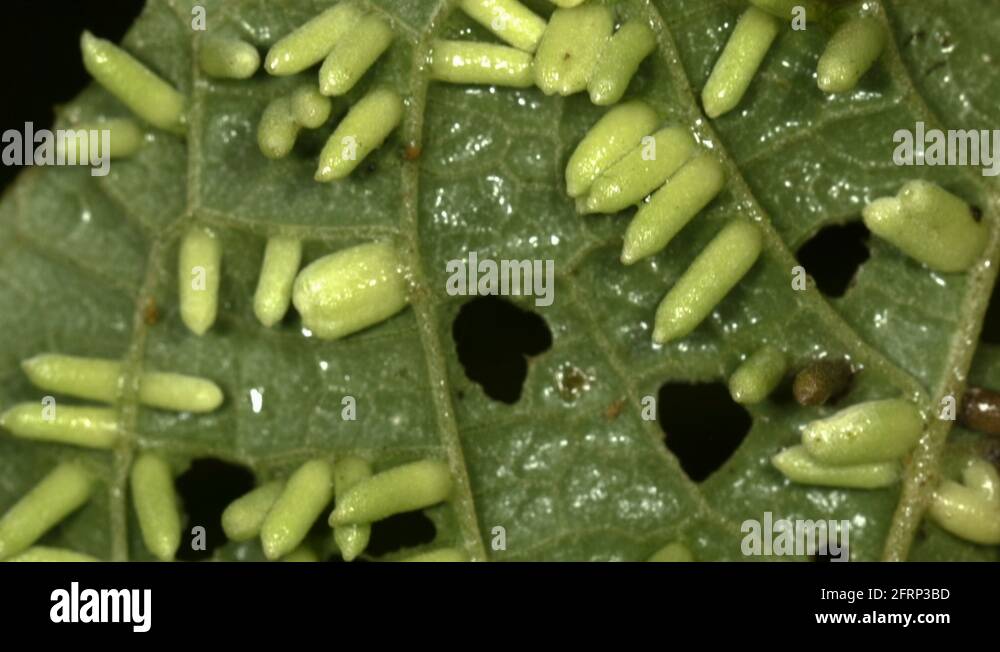 Fungal gall Stock Videos & Footage - HD and 4K Video Clips - Alamy