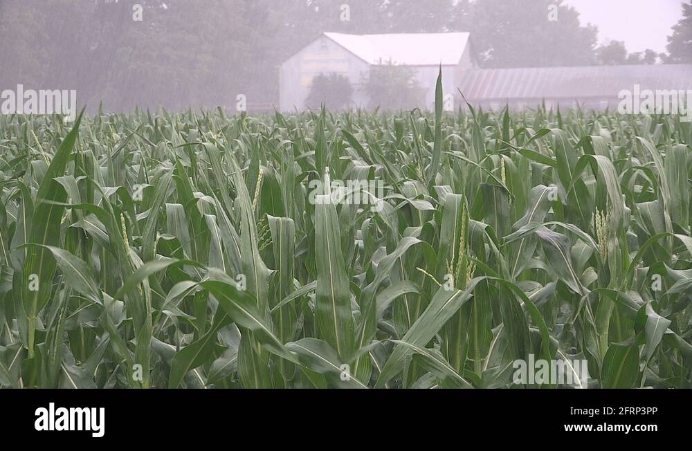 Crops drought farm Stock Videos & Footage - HD and 4K Video Clips - Alamy
