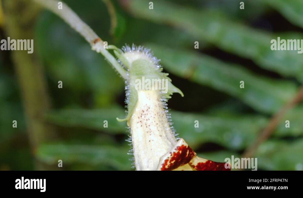 Tubular flower Stock Videos & Footage - HD and 4K Video Clips - Alamy