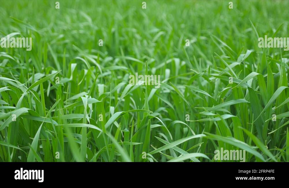 Chinese grass background Stock Videos & Footage - HD and 4K Video Clips ...