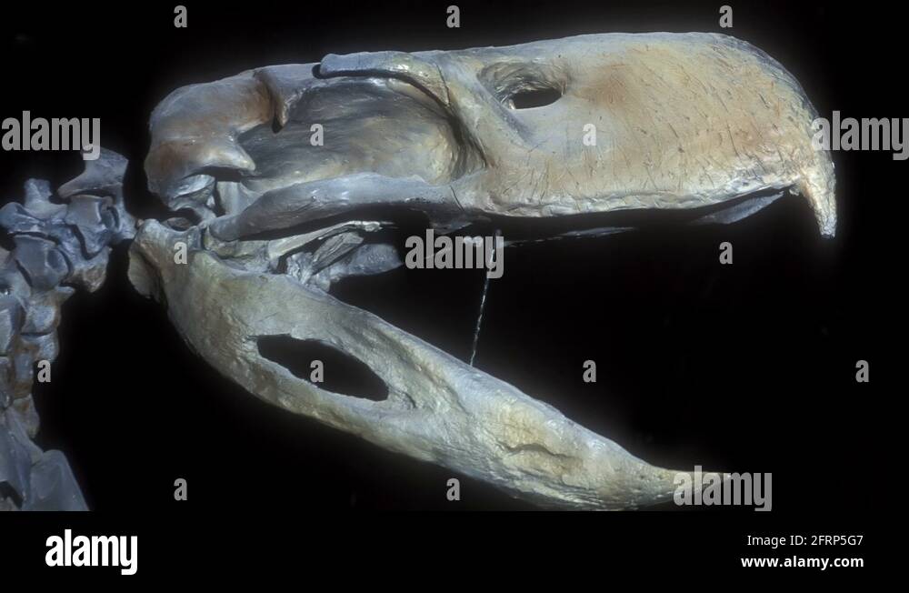Fossil brazil Stock Videos & Footage - HD and 4K Video Clips - Alamy