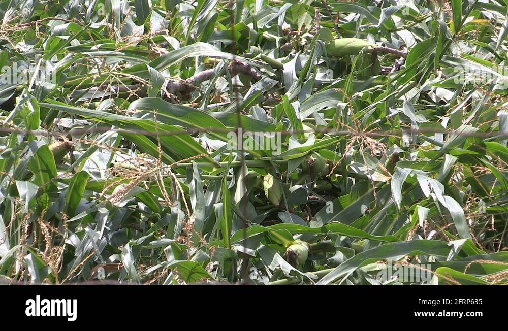 Tornado damage to corn crop and farm field Stock Video Footage - Alamy